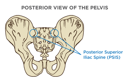 Performing the mat evaluation: Palpating bony landmarks
